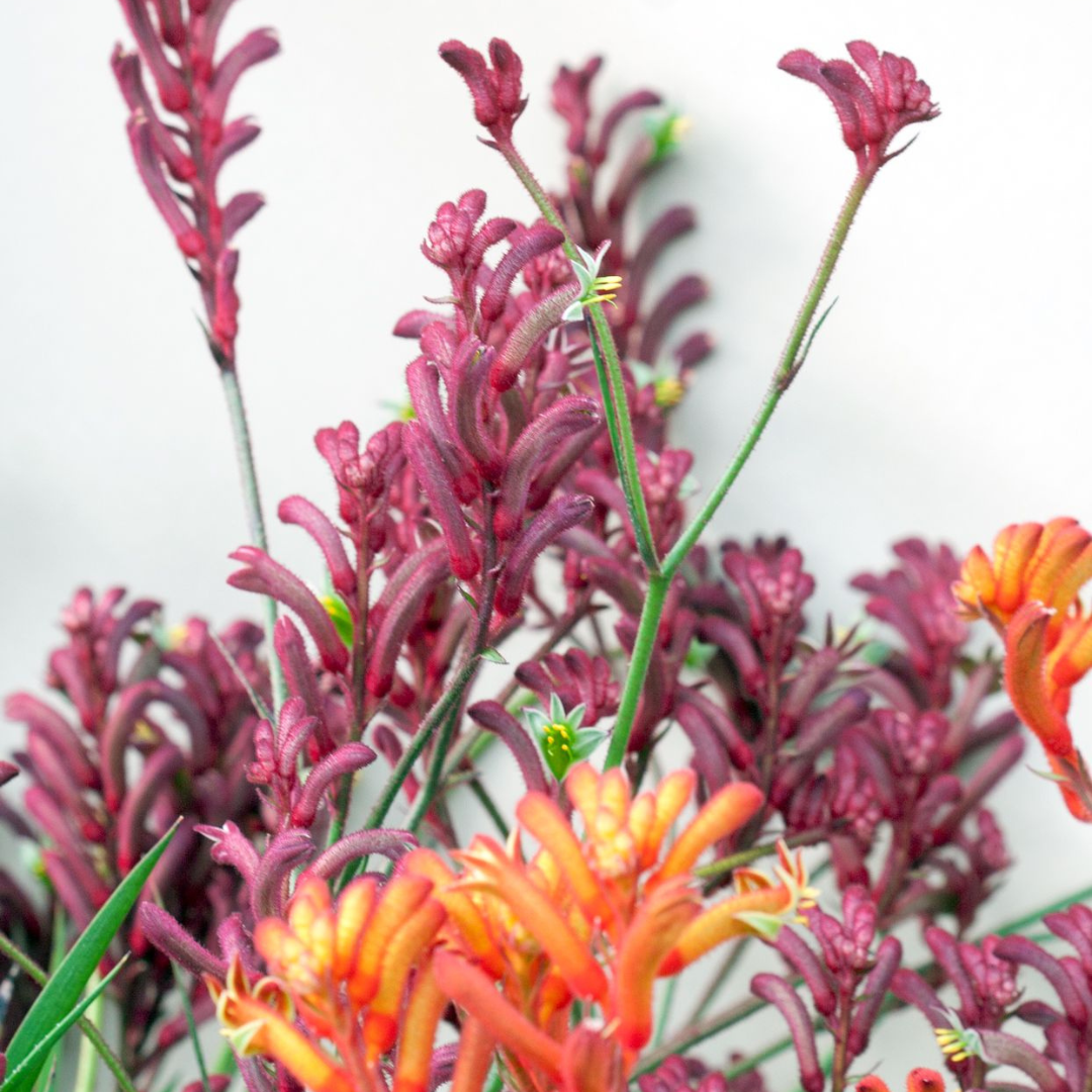 The Ultimate Guide to Sydney Flowers: Types, Colors, and Meanings ...